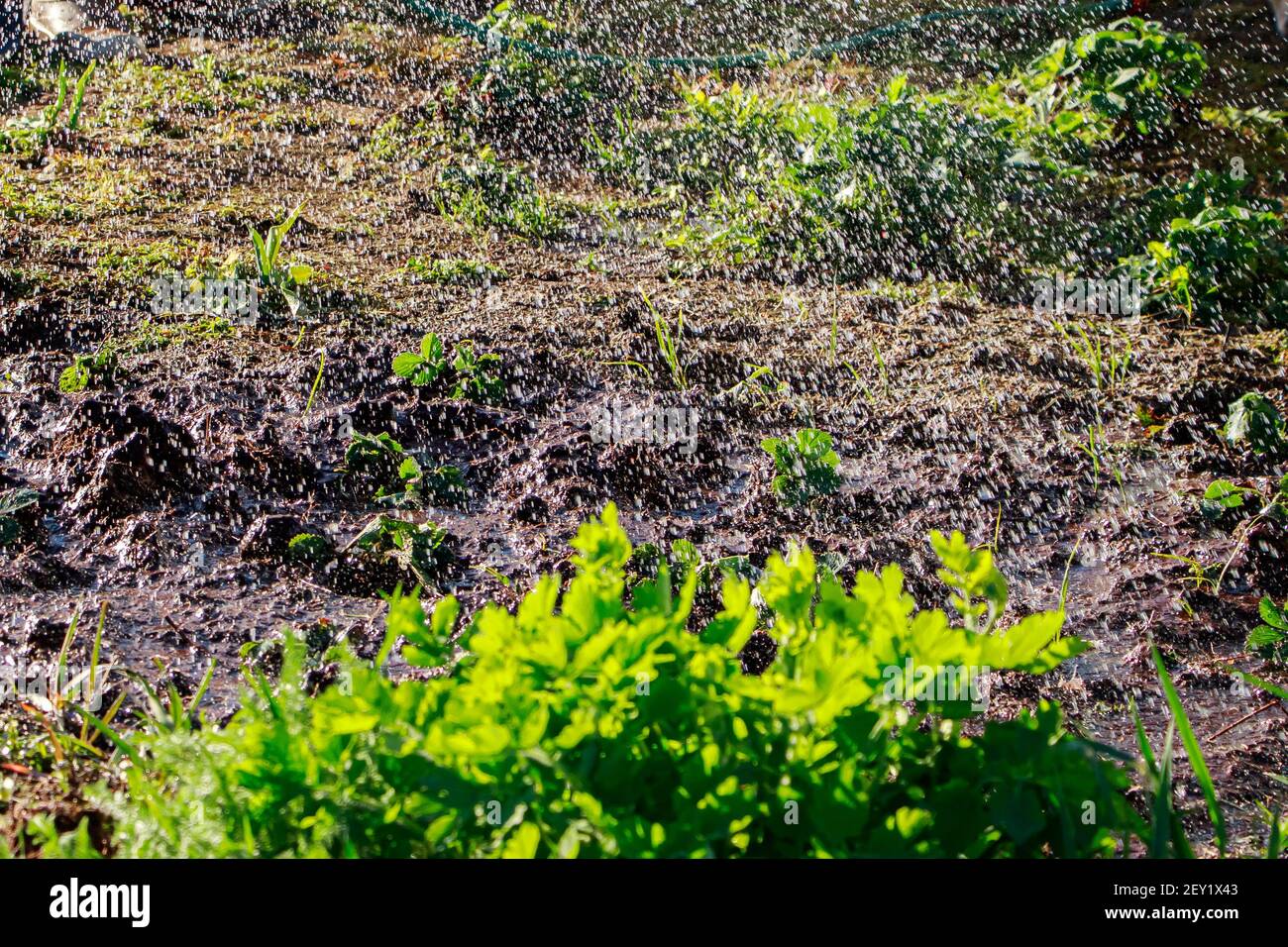Splashing water in sun. Summer rain. Seedlings grow in garden Stock ...