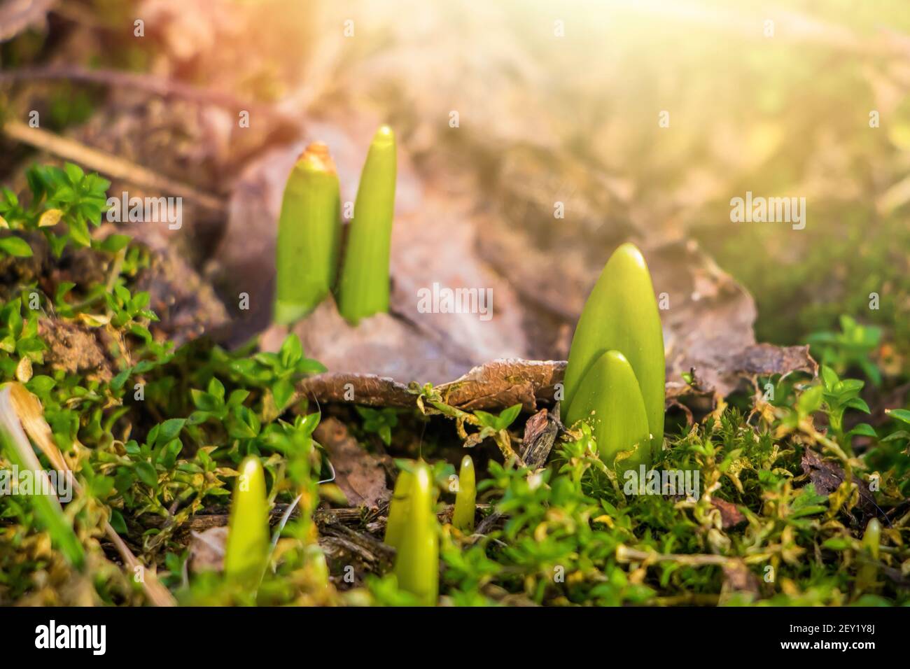 First green sprouts of flowers grow from the ground. Early spring ...