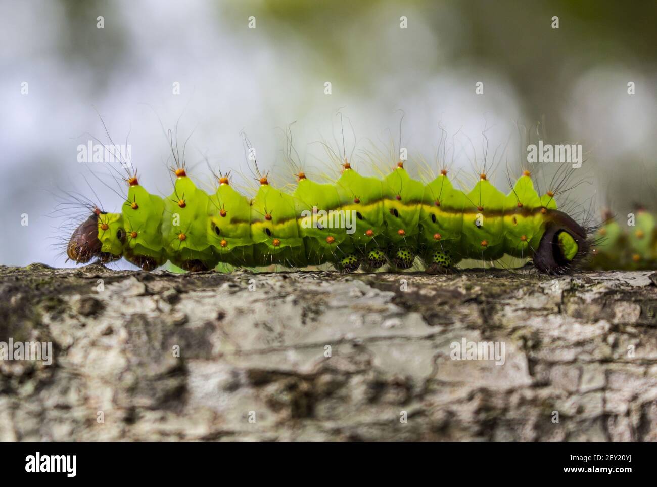 Muga Silkworms released on a Som tree (Machilus Bombycina) in the ...