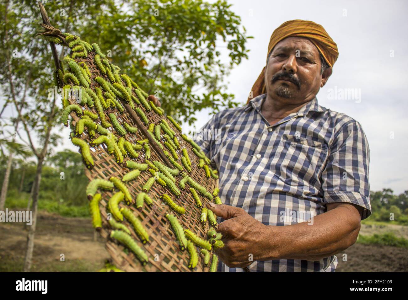 A farmer prepares his Muga Silkworms to be released on a Som tree ...