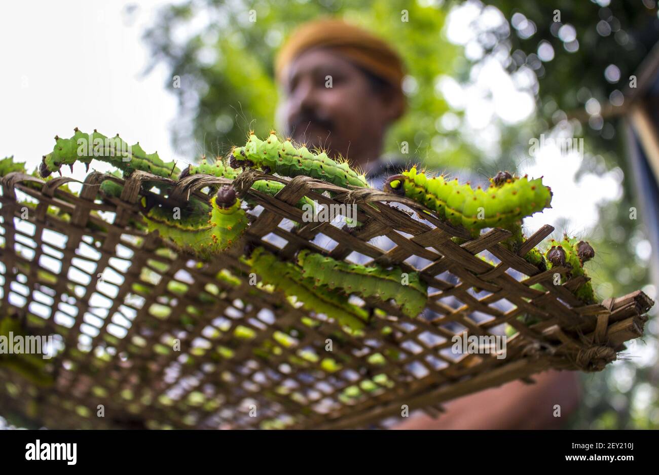A farmer prepares his Muga Silkworms to be released on a Som tree ...