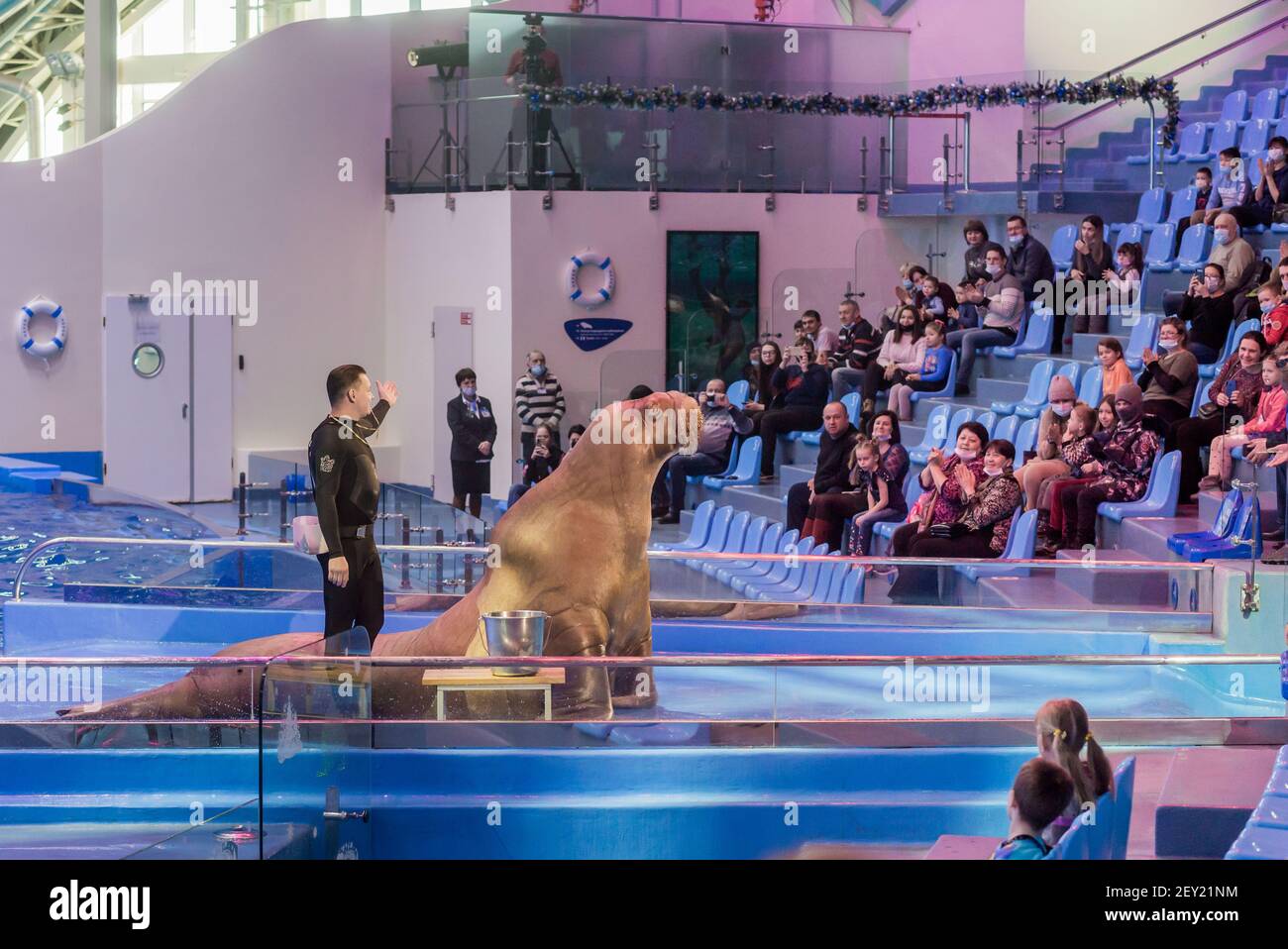 Russia, Vladivostok, Jan 04, 2021. Walrus and performer in Marine ...
