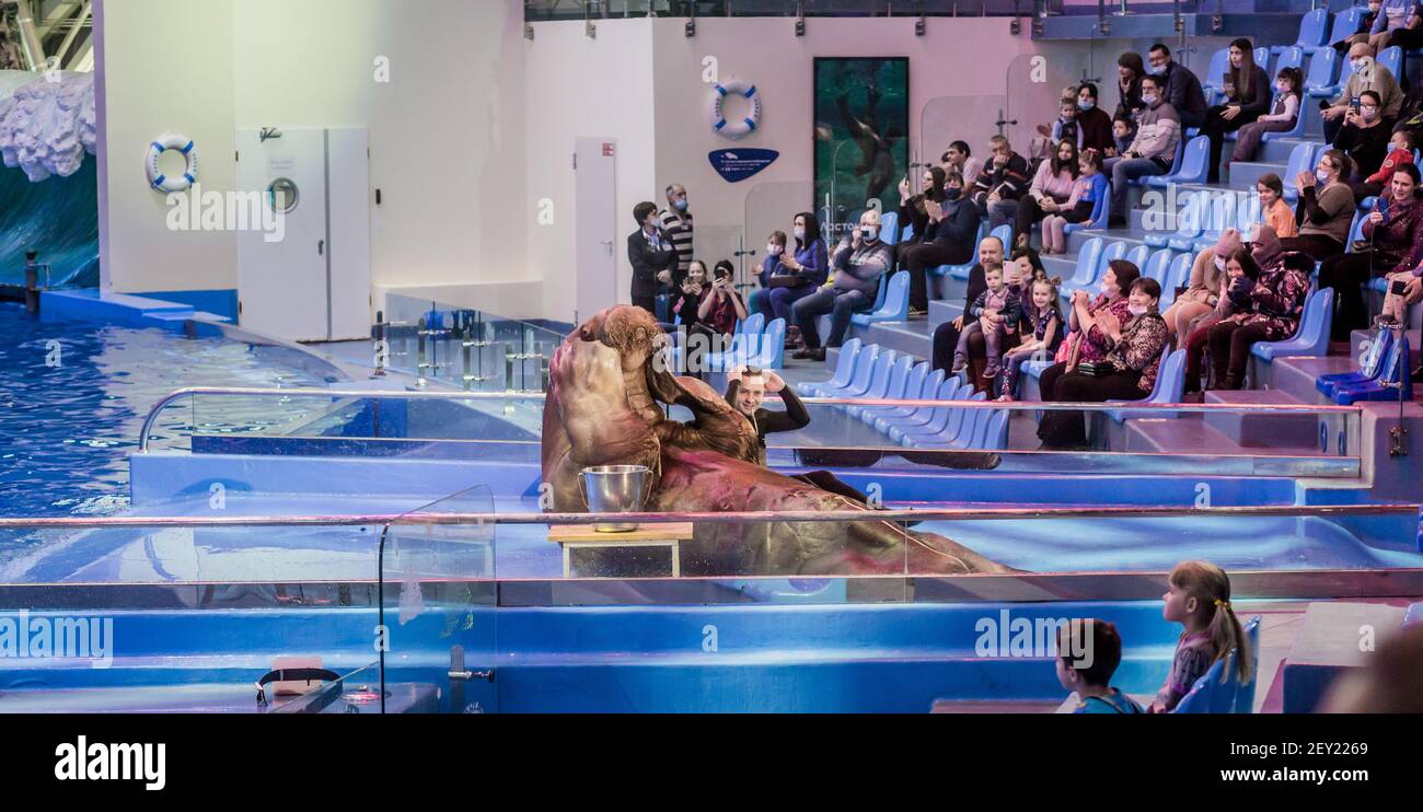 Russia, Vladivostok, Jan 04, 2021. Walrus and performer in Marine ...