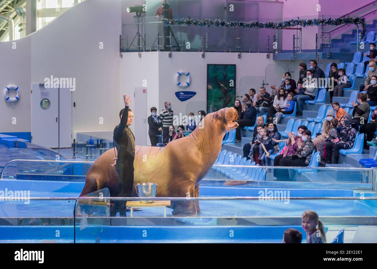 Russia, Vladivostok, Jan 04, 2021. Walrus and performer in Marine ...
