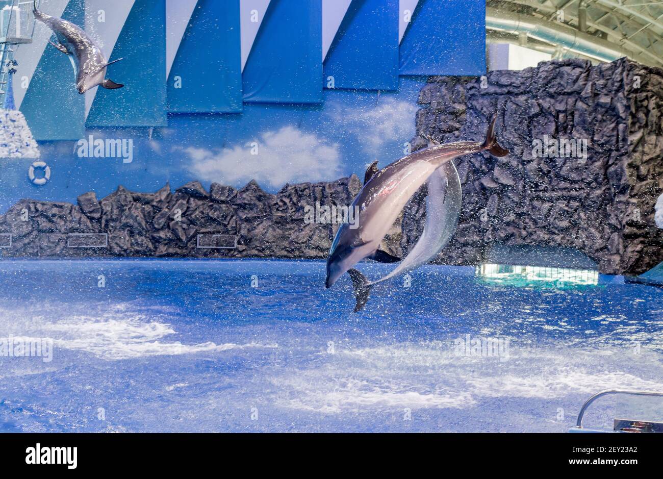 Show with dolphins in Marine Mammal Park. Nice and smart dolphins show ...