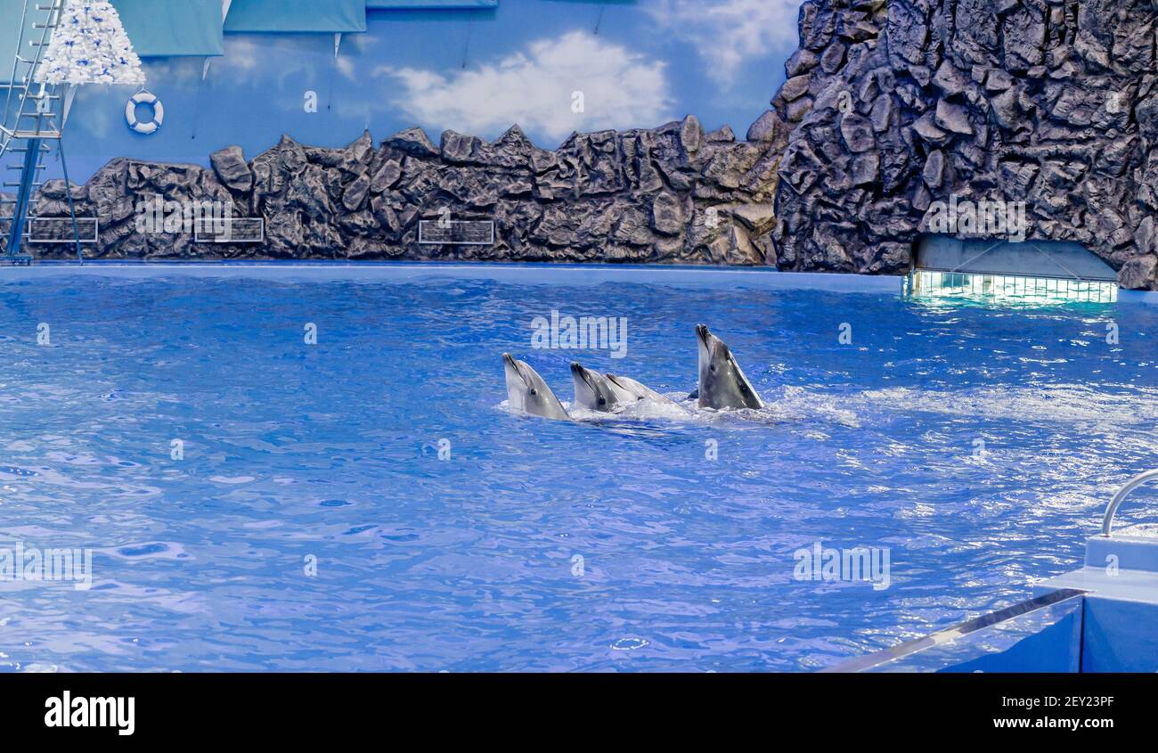Show with dolphins in Marine Mammal Park. Nice and smart dolphins show ...