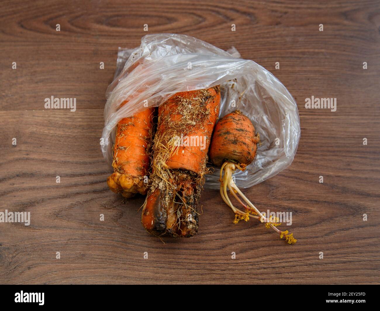 Rotten Carrots In A Garden