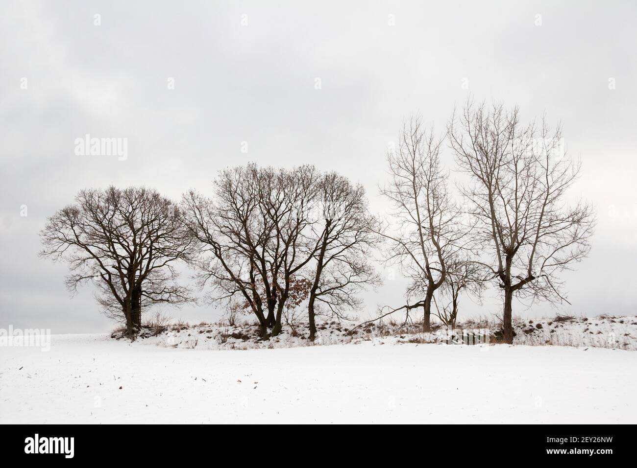 Winterlandscape with trees Stock Photo - Alamy