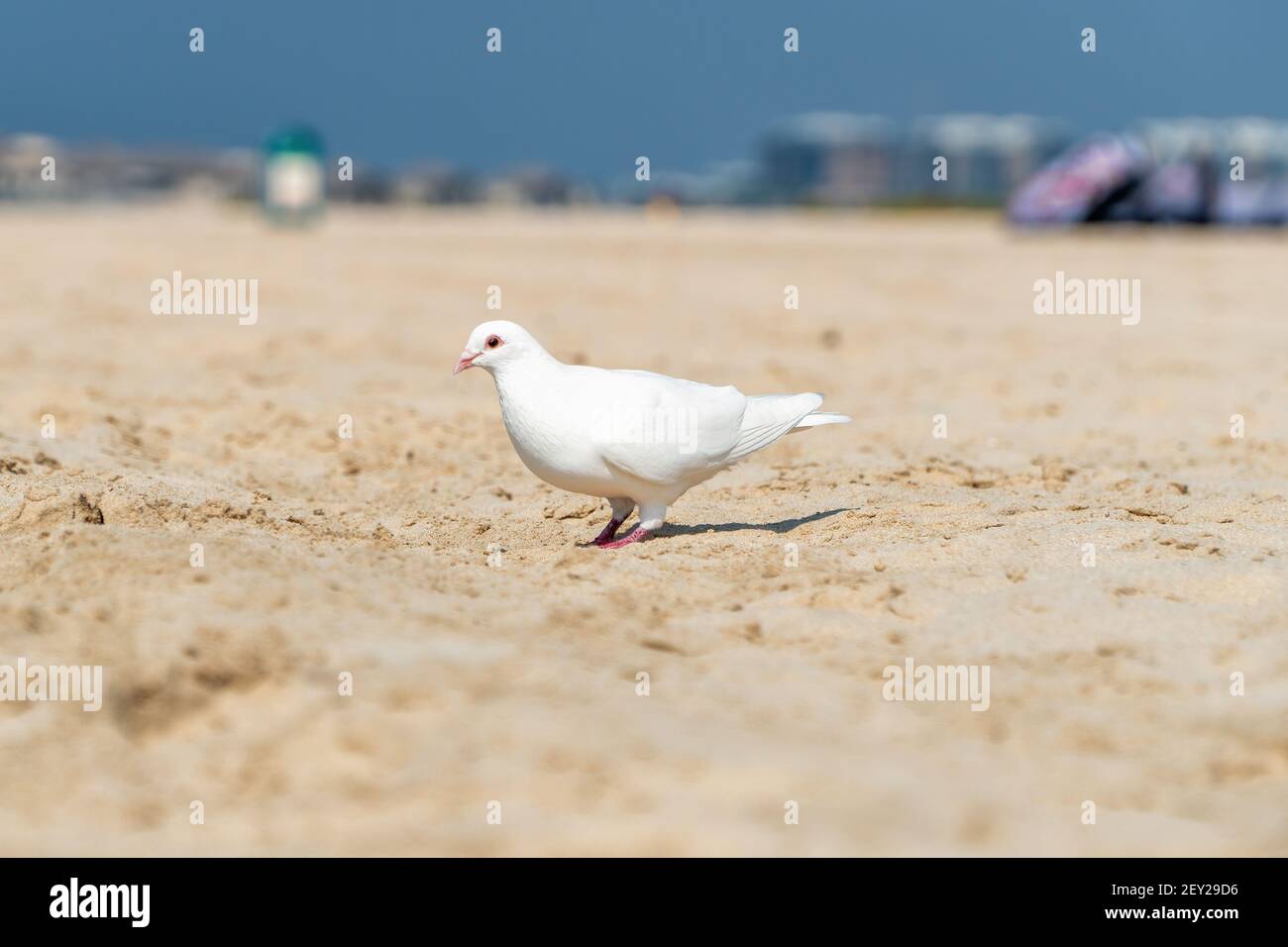 A white dove walks along Kite Beach Dubai. Perfect shot for animal in ...