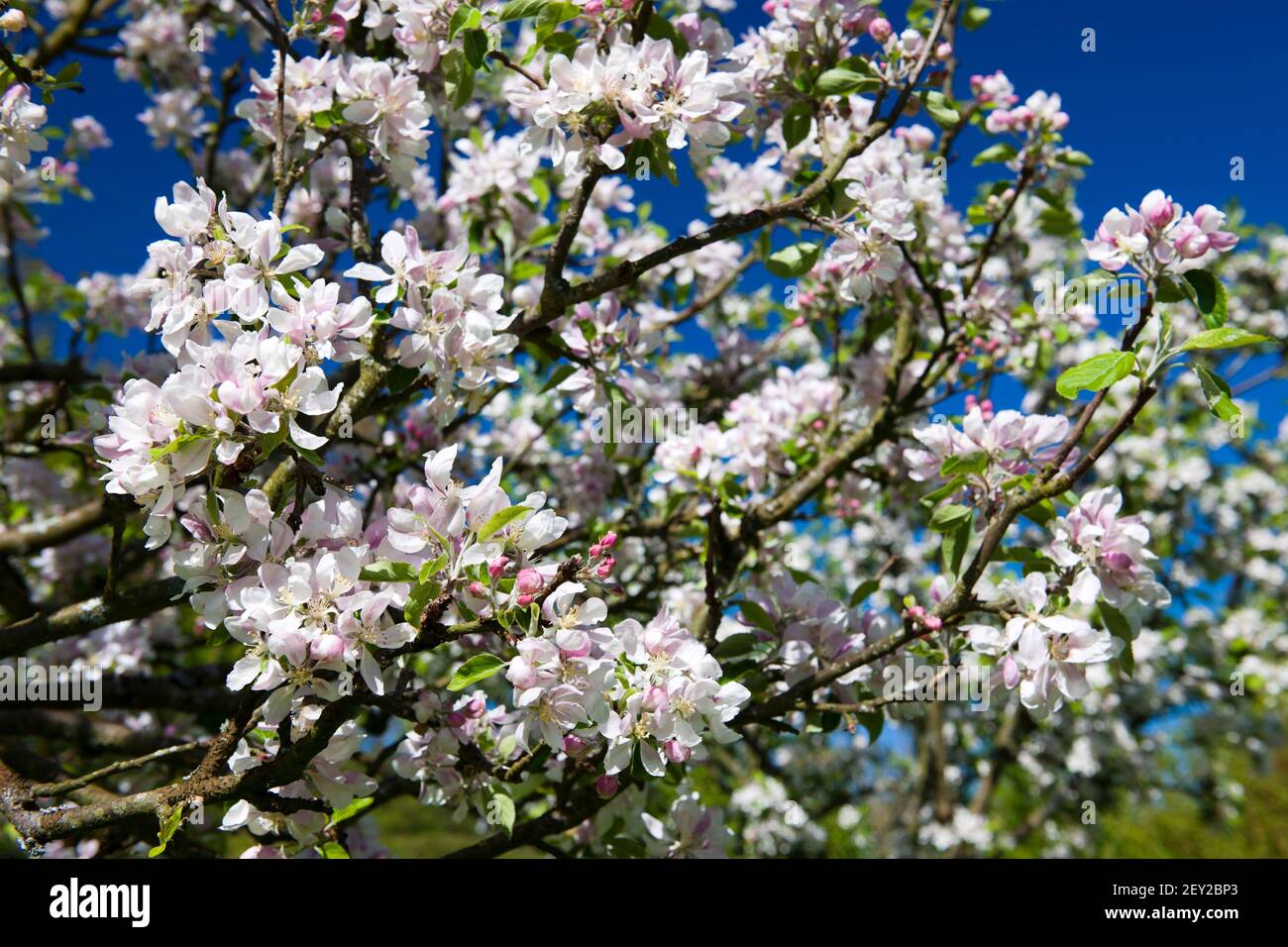 Merton Worcester apple blossom in a garden orchard. Desert apple tree ...
