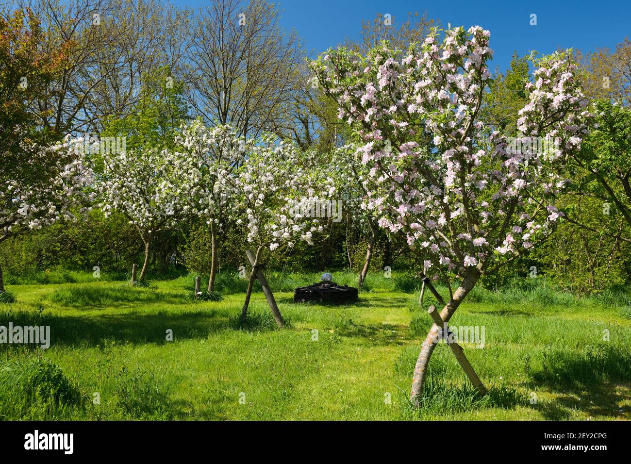 Half standard apple trees hi-res stock photography and images - Alamy