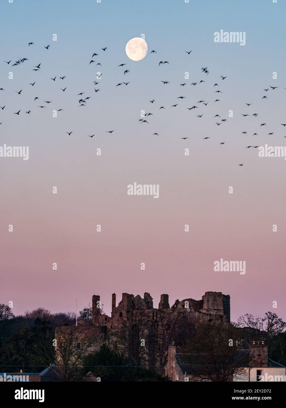 Lothian birds hi-res stock photography and images - Alamy