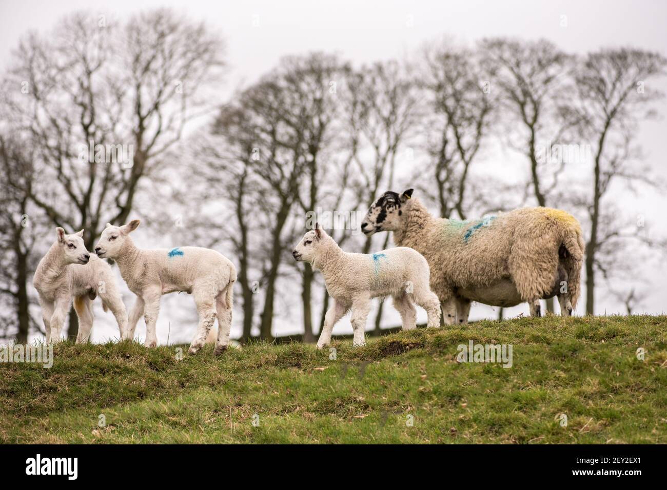 Lambs in early march hi-res stock photography and images - Alamy