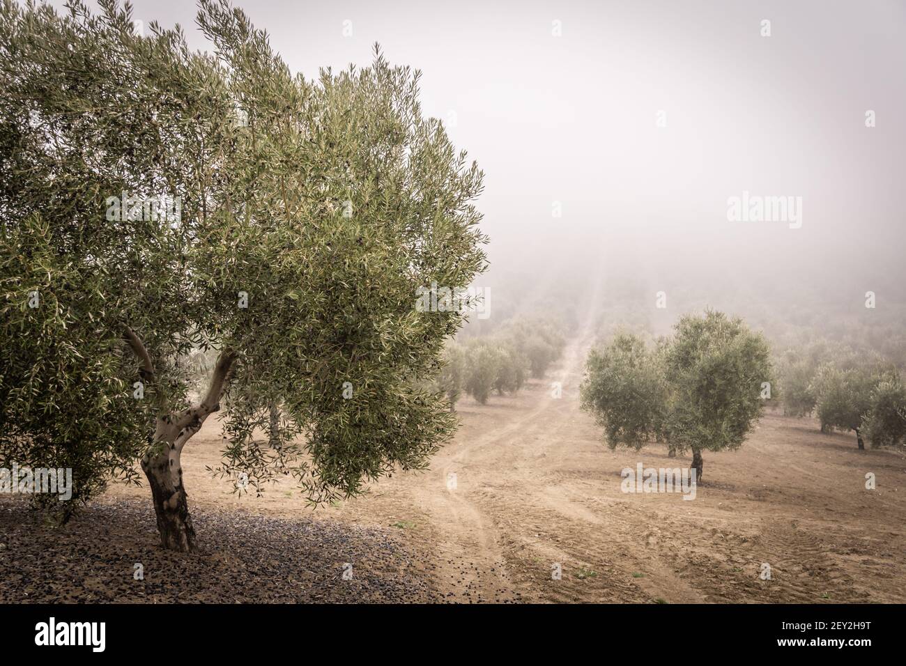 Stock photo of natural pathway in the forest surrounded by olive trees ...