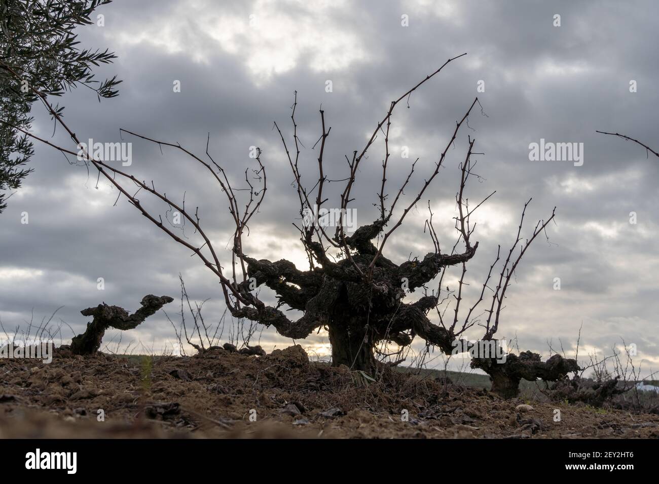 Stock photo of dry trees branches against cloudy sky during sunset ...