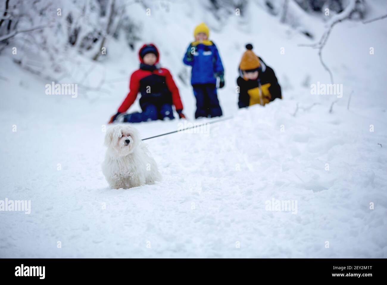Sweet happy children, brothers, playing in deep snow in forest, frosted ...