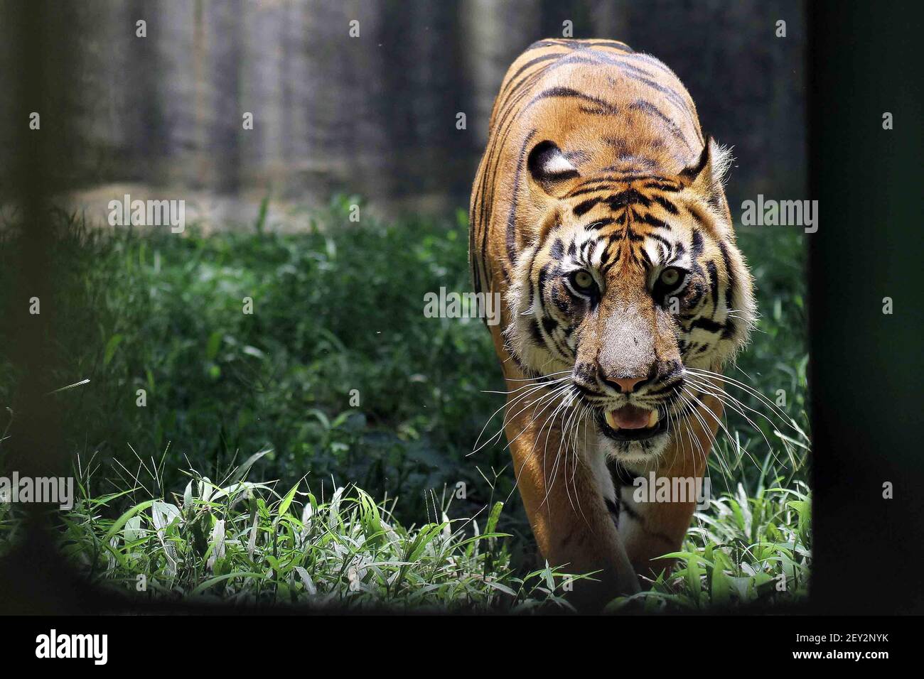 Sumatran tiger in a zoo in Medan, North Sumatra, Indonesia, Sumatran tiger becomes last tiger ...