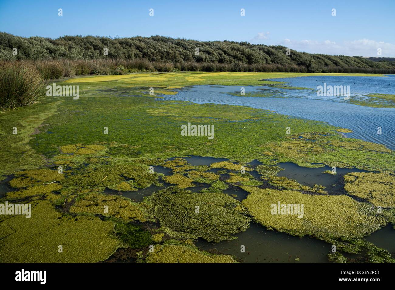 Oso Flaco Lake, California Stock Photo - Alamy