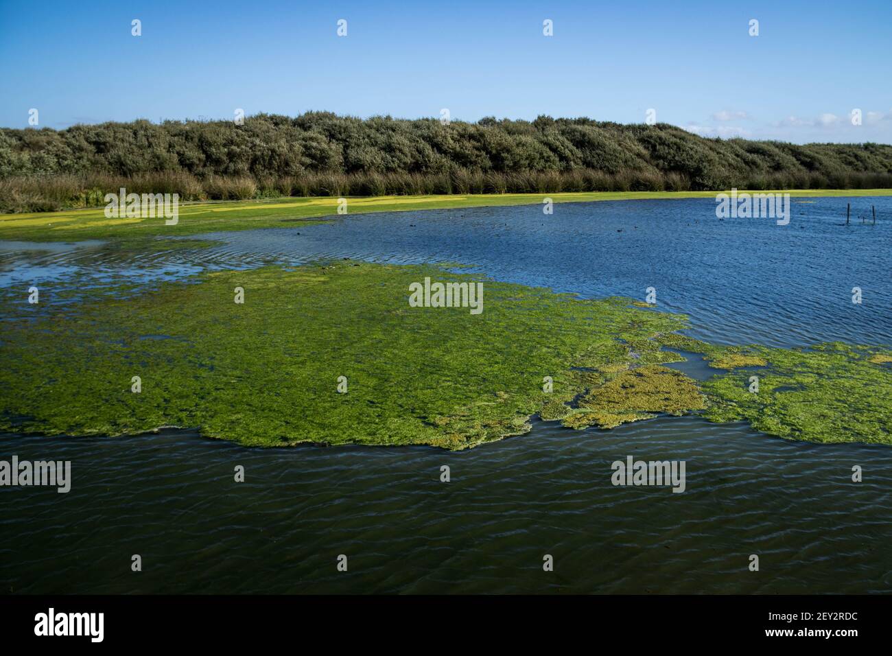 Oso flaco hi-res stock photography and images - Alamy