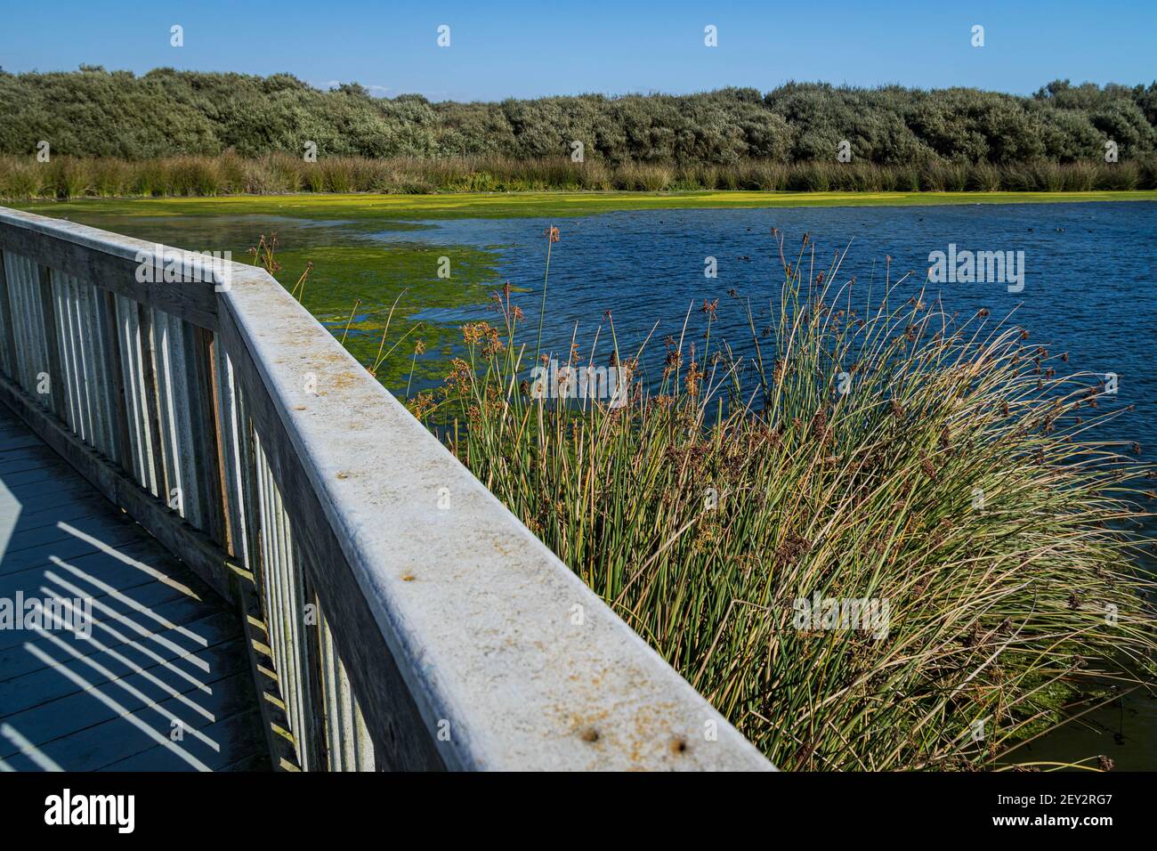 Wooden bridge across Oso Flaco Lake, California Stock Photo - Alamy