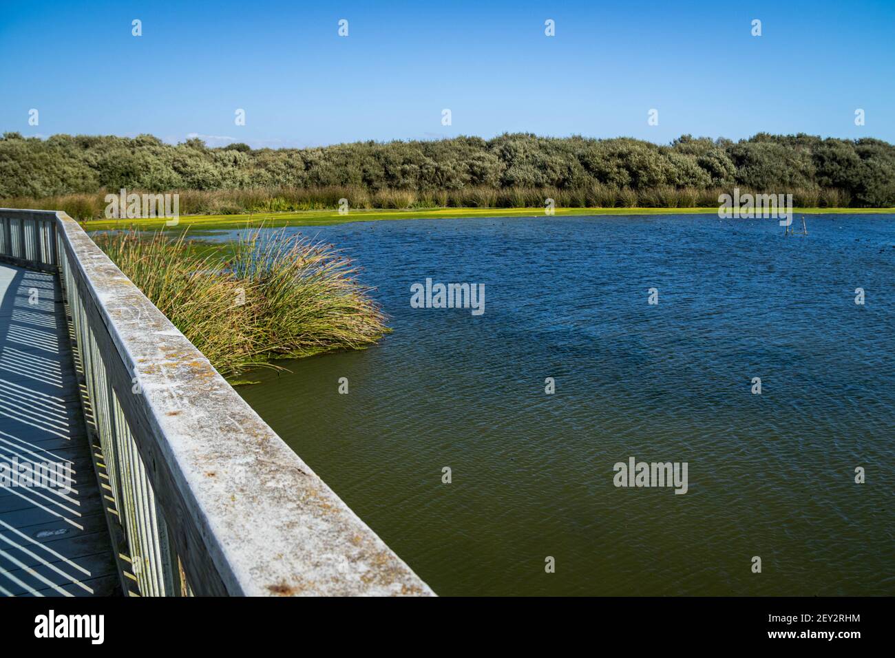 Wooden bridge across Oso Flaco Lake, California Stock Photo - Alamy