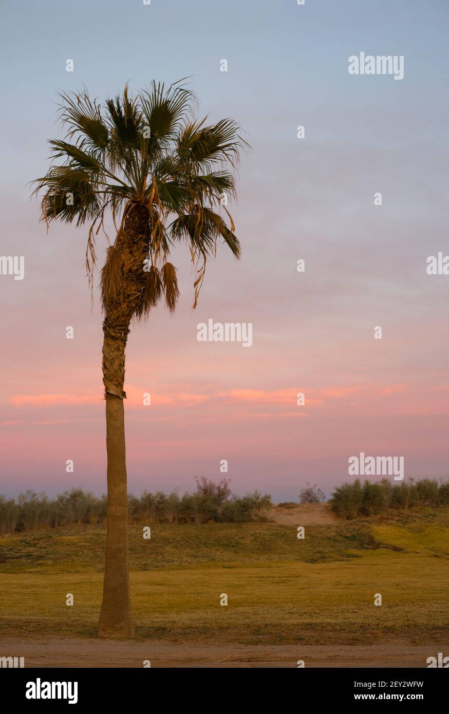 Lone Palm Tree West Coast Sunset Stock Photo - Alamy