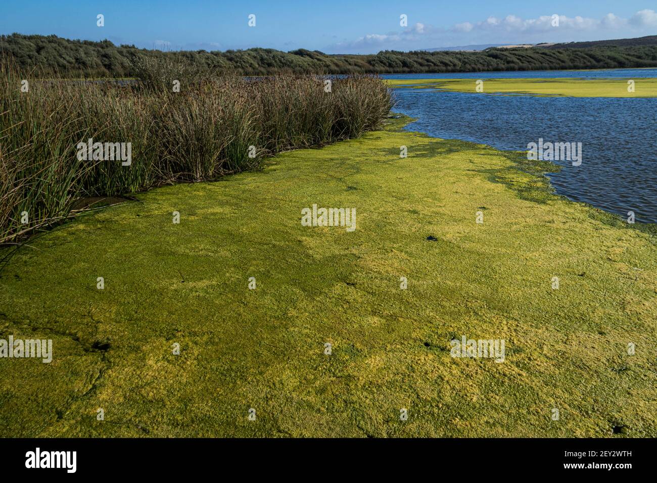 Oso Flaco Lake, California Stock Photo - Alamy