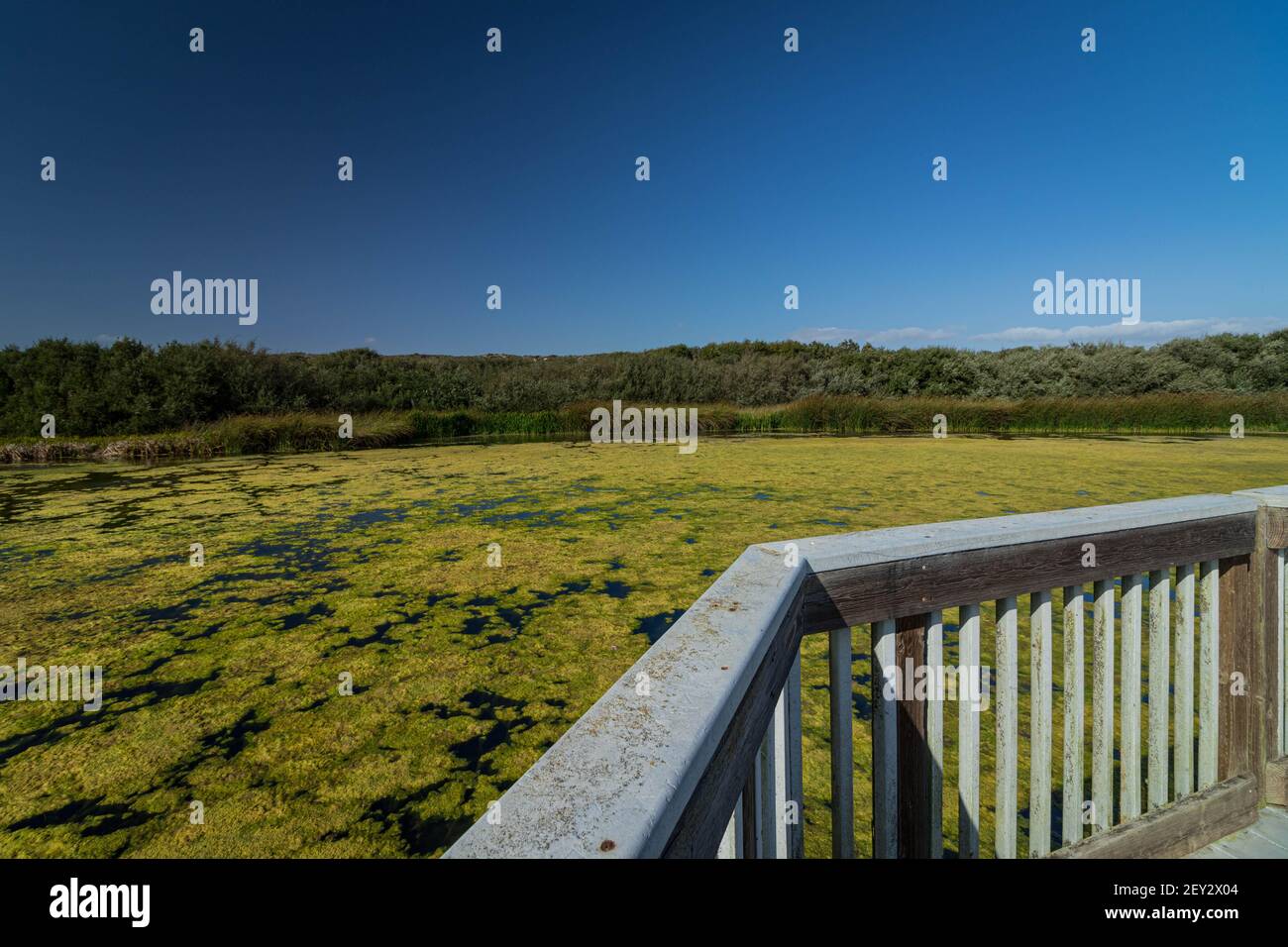 Wooden bridge across Oso Flaco Lake, California Stock Photo - Alamy