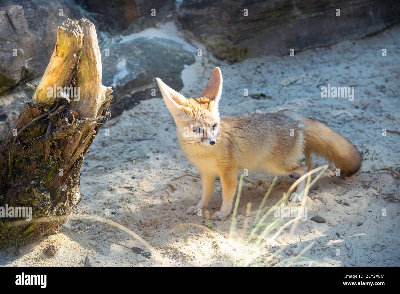 Fennec fox in the white sand Stock Photo - Alamy