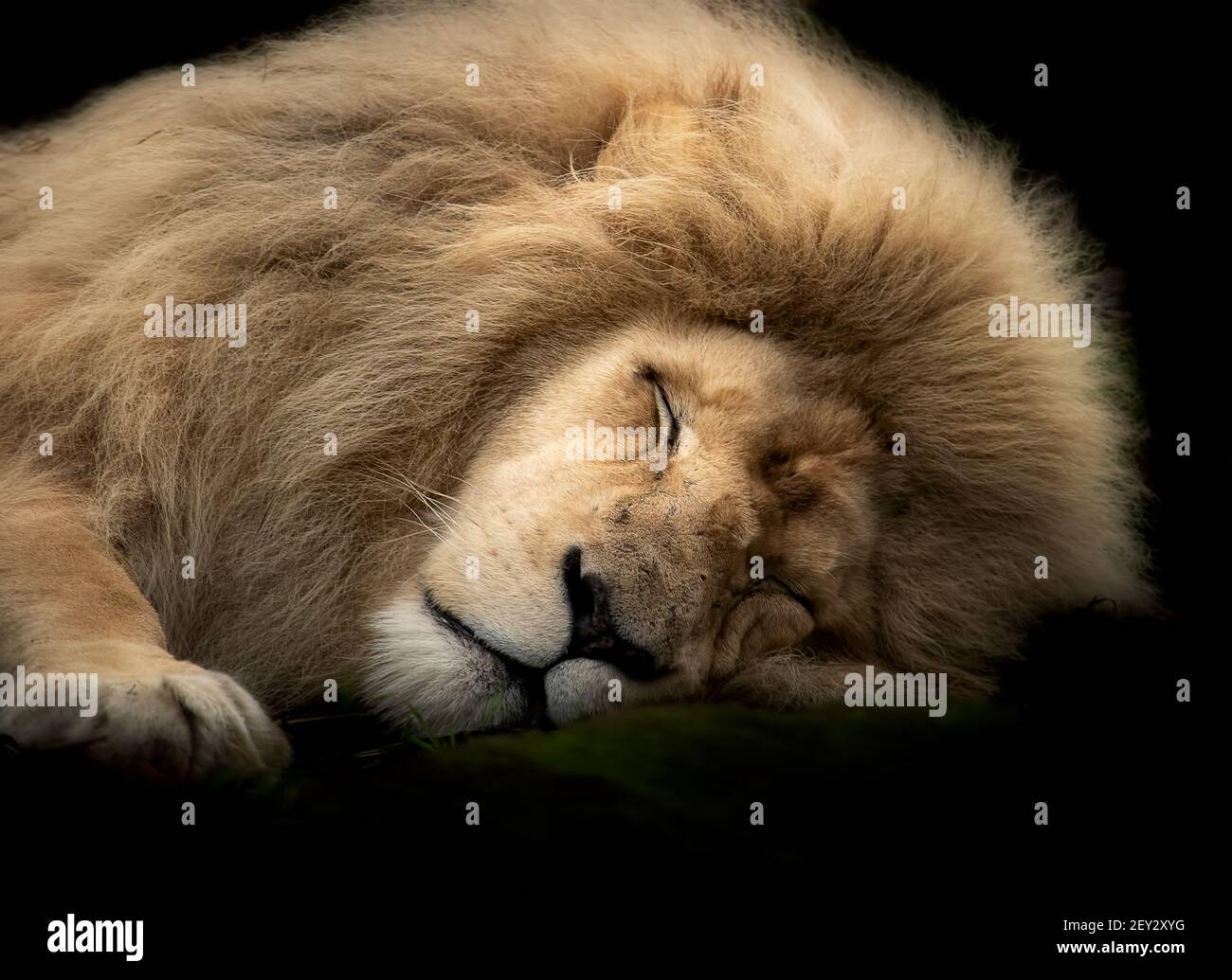 Male white lion sleeping closeup portrait Stock Photo - Alamy