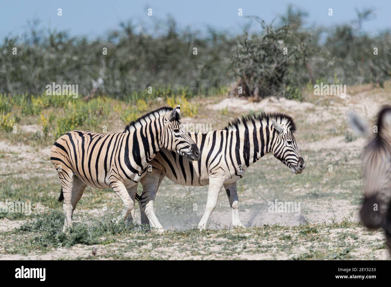 Beautiful zebras in their natural habitat Stock Photo - Alamy