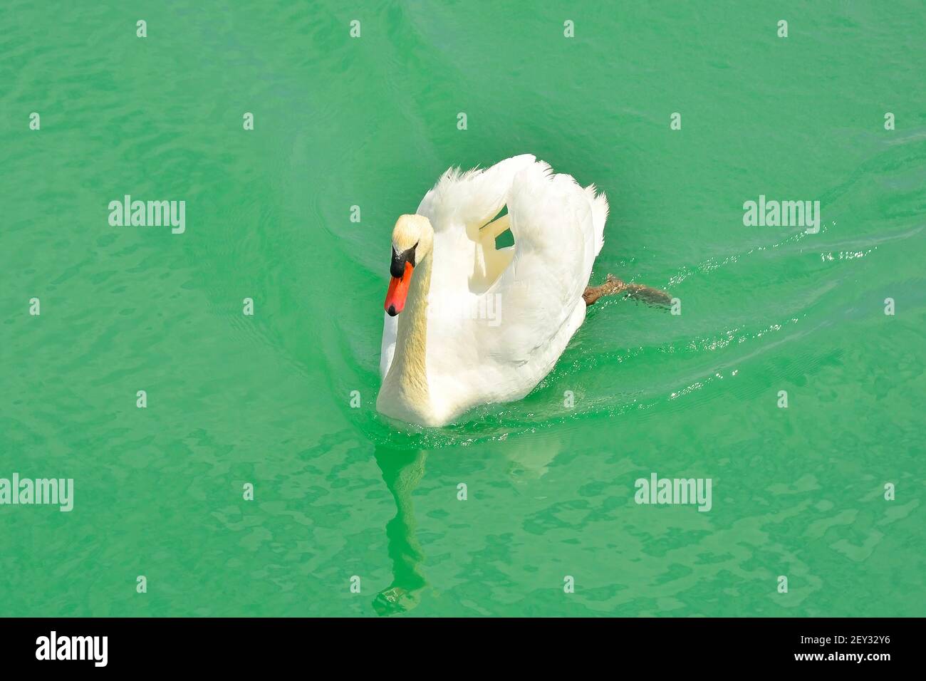 Wetland animals hi-res stock photography and images - Alamy