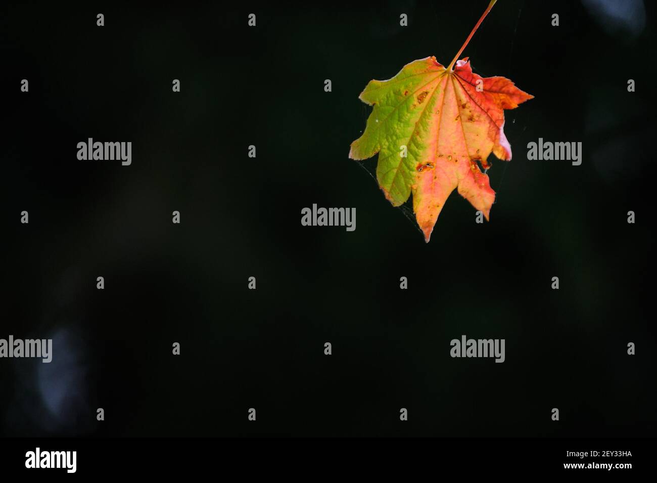 A lone vine maple leaf displays a range of fall colors pictured on Mt ...