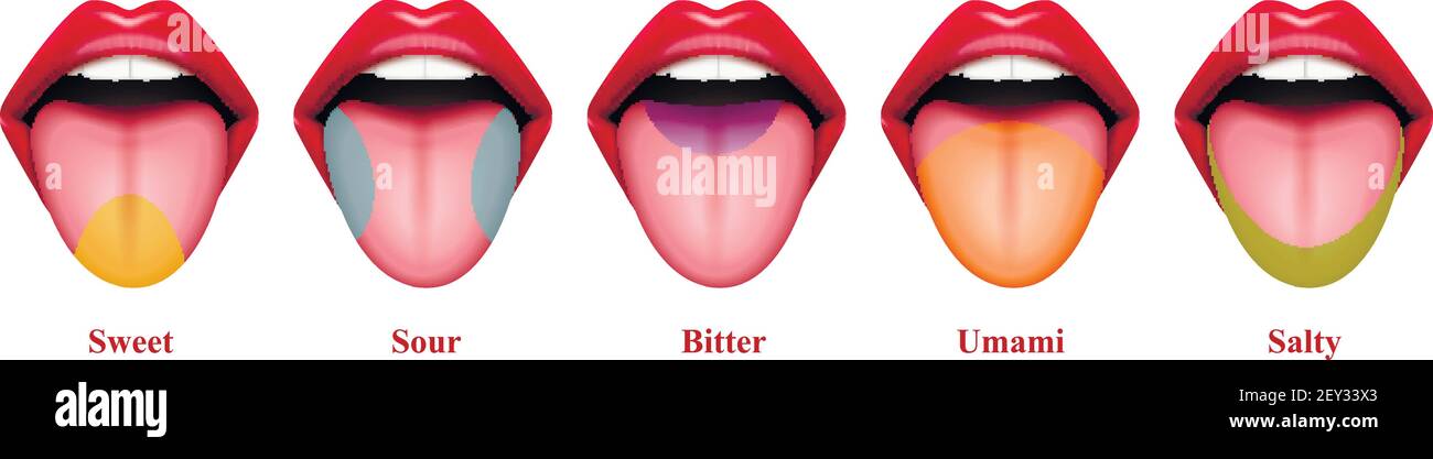 Five elements of taste Stock Vector Images - Alamy