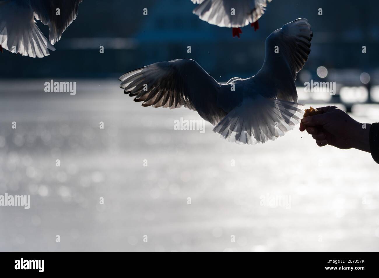 Man feeding seagulls hi-res stock photography and images - Alamy