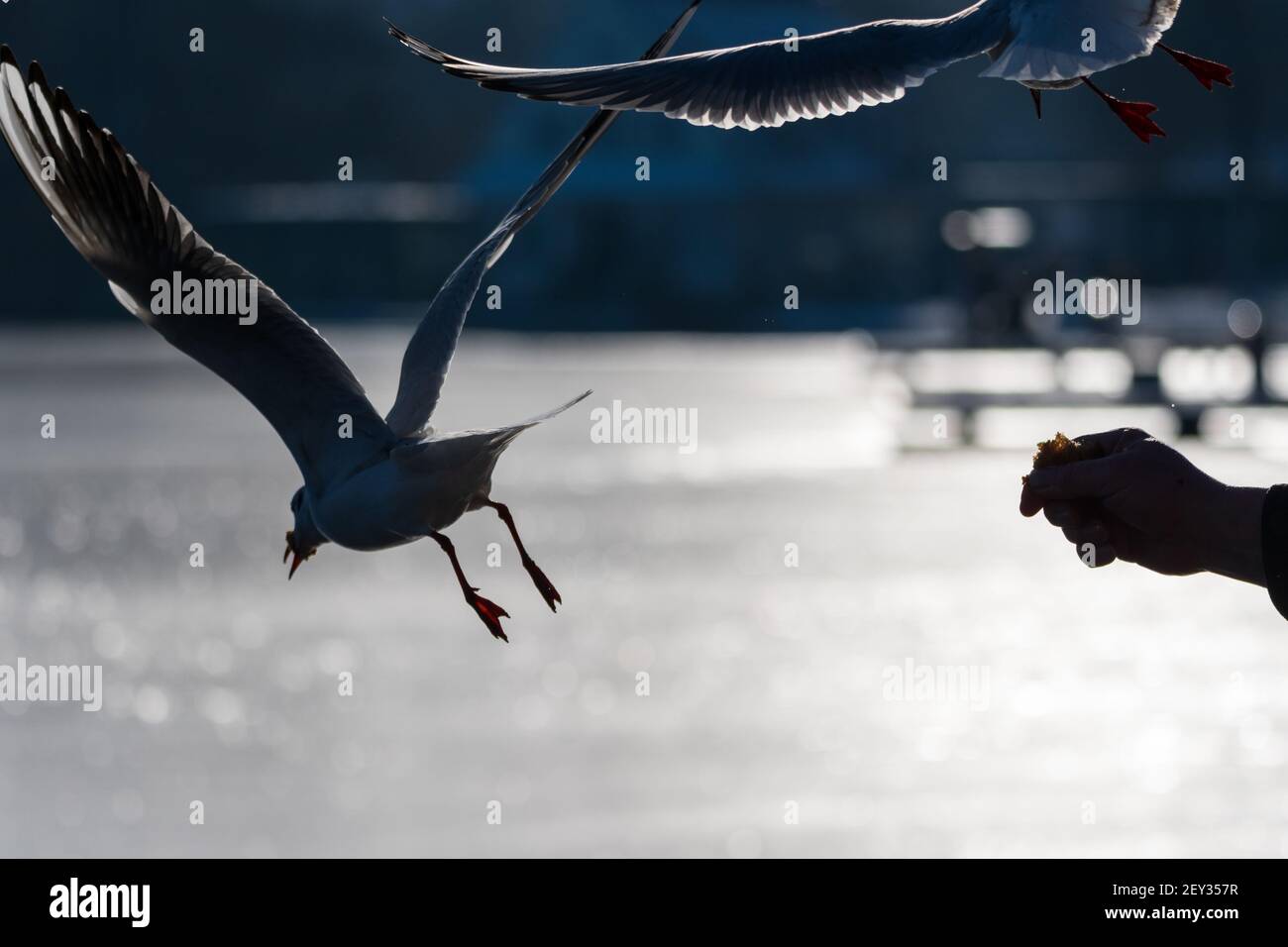 Man feeding seagulls hi-res stock photography and images - Alamy