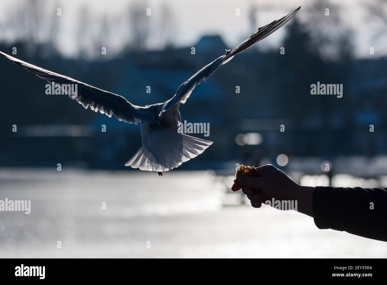 Man feeding seagulls hi-res stock photography and images - Alamy