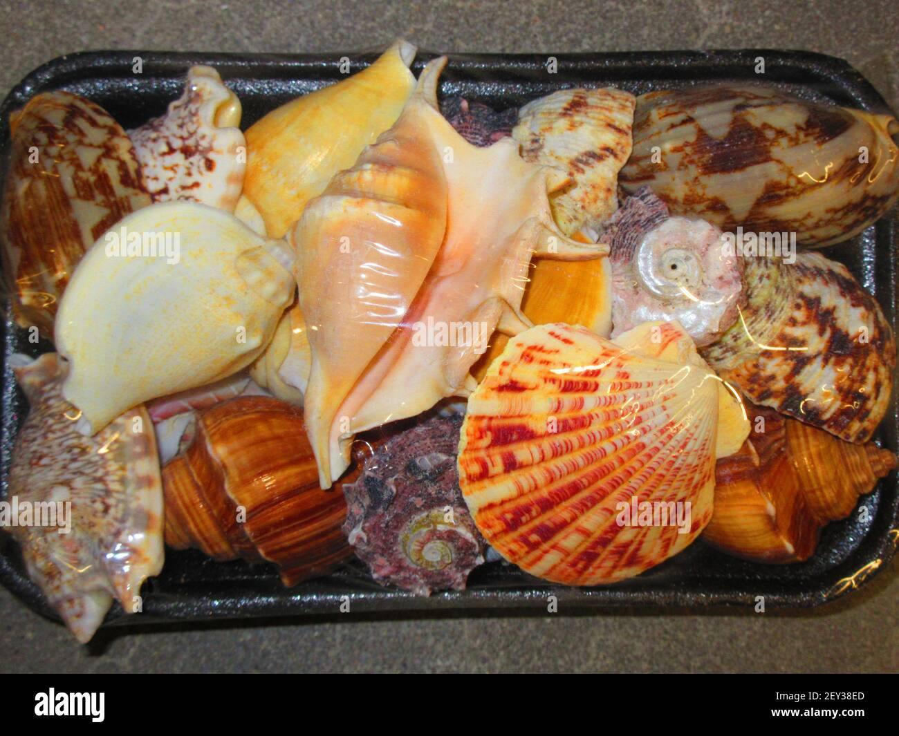 A top view of a bowl full of seashells Stock Photo - Alamy