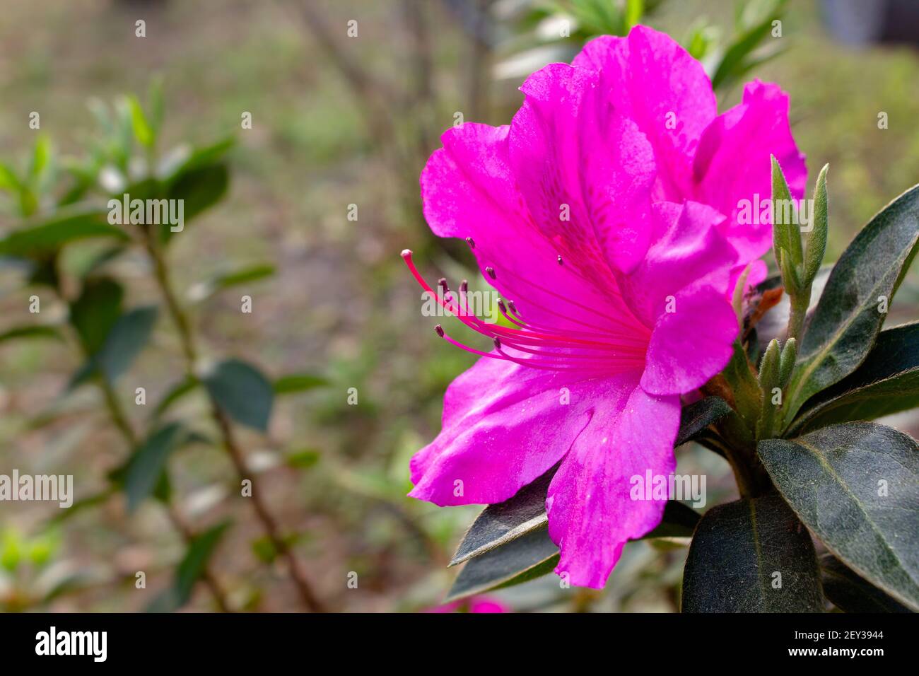 Azalea rhododendron borders hi-res stock photography and images - Alamy
