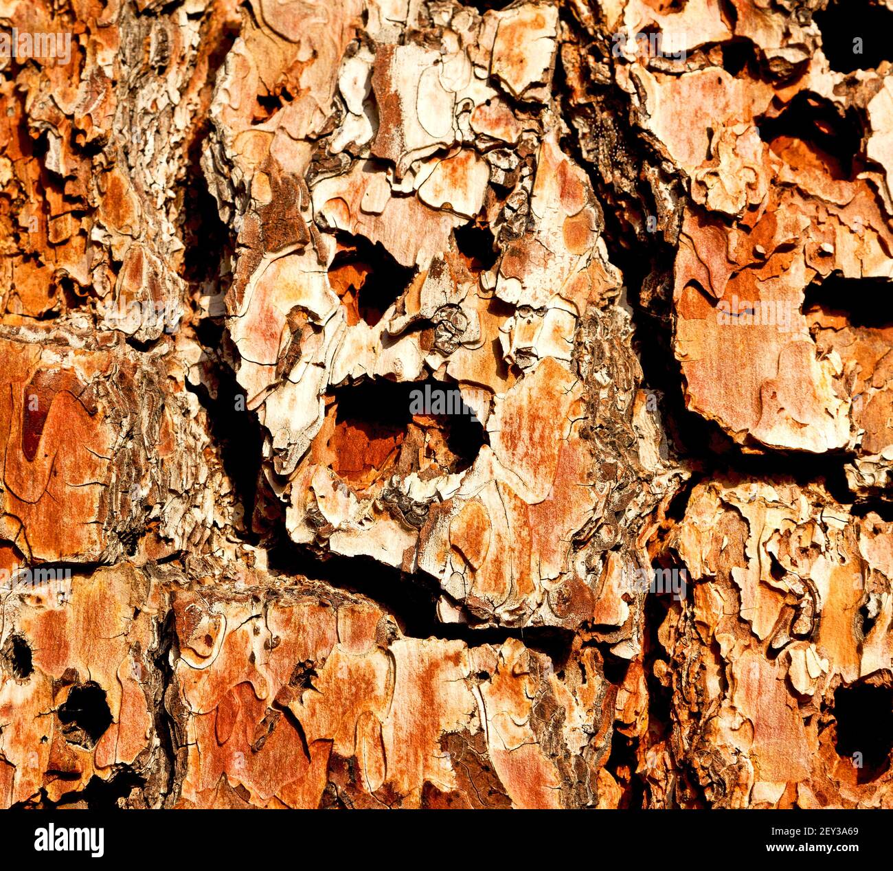 Skin of a stripped bark pine tree hi-res stock photography and images ...