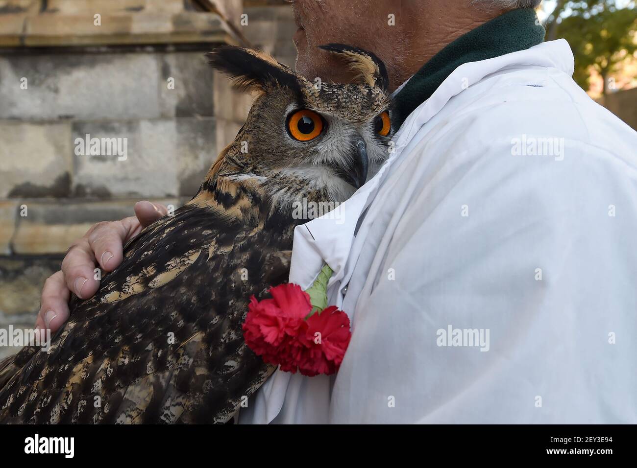Brian Bunce, master falconer, comforts his Eurasian Eagle Owl in the ...