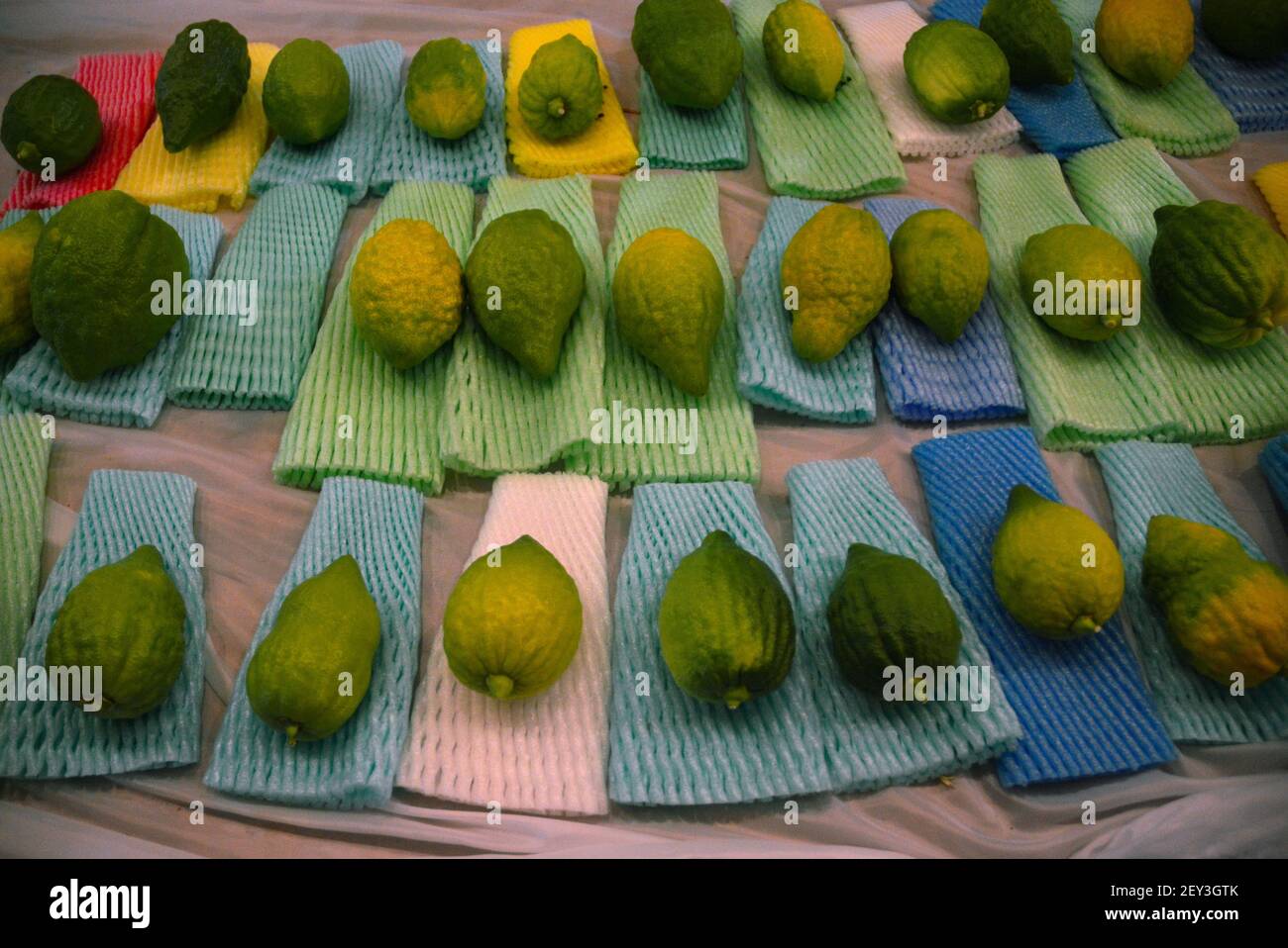 Citrons are displayed at the annual fair in Rabin Square. The Jewish ...
