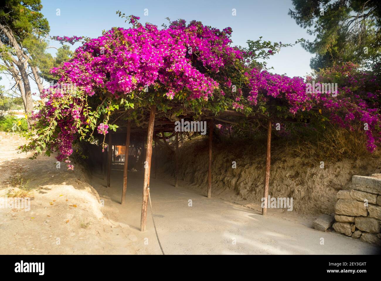 Bougainvillea arbor at the Heraklion Archaeological Museum on Crete ...