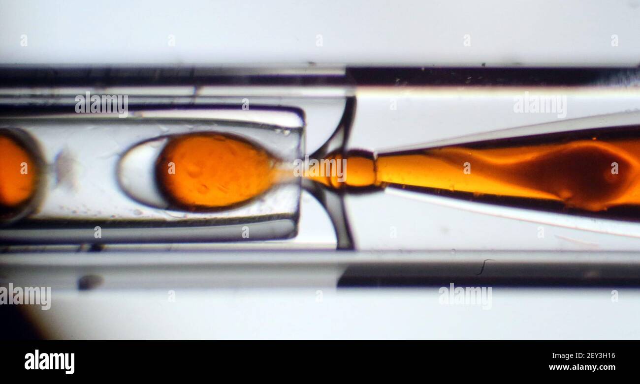A microscopic image of the micro-encapsulation process using engineered ...