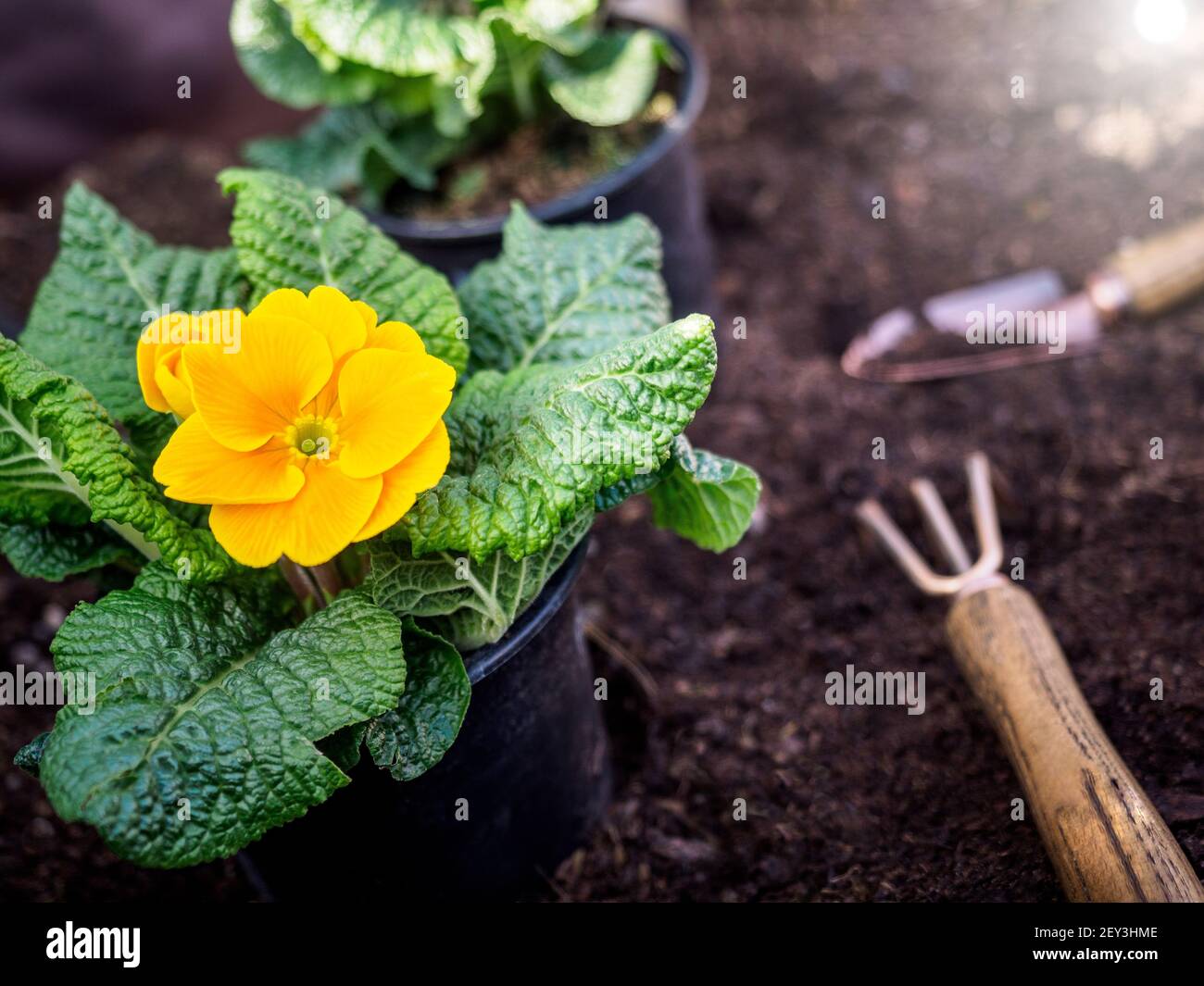 Yellow primula - primula vulgaris ready to be planted into the ground ...