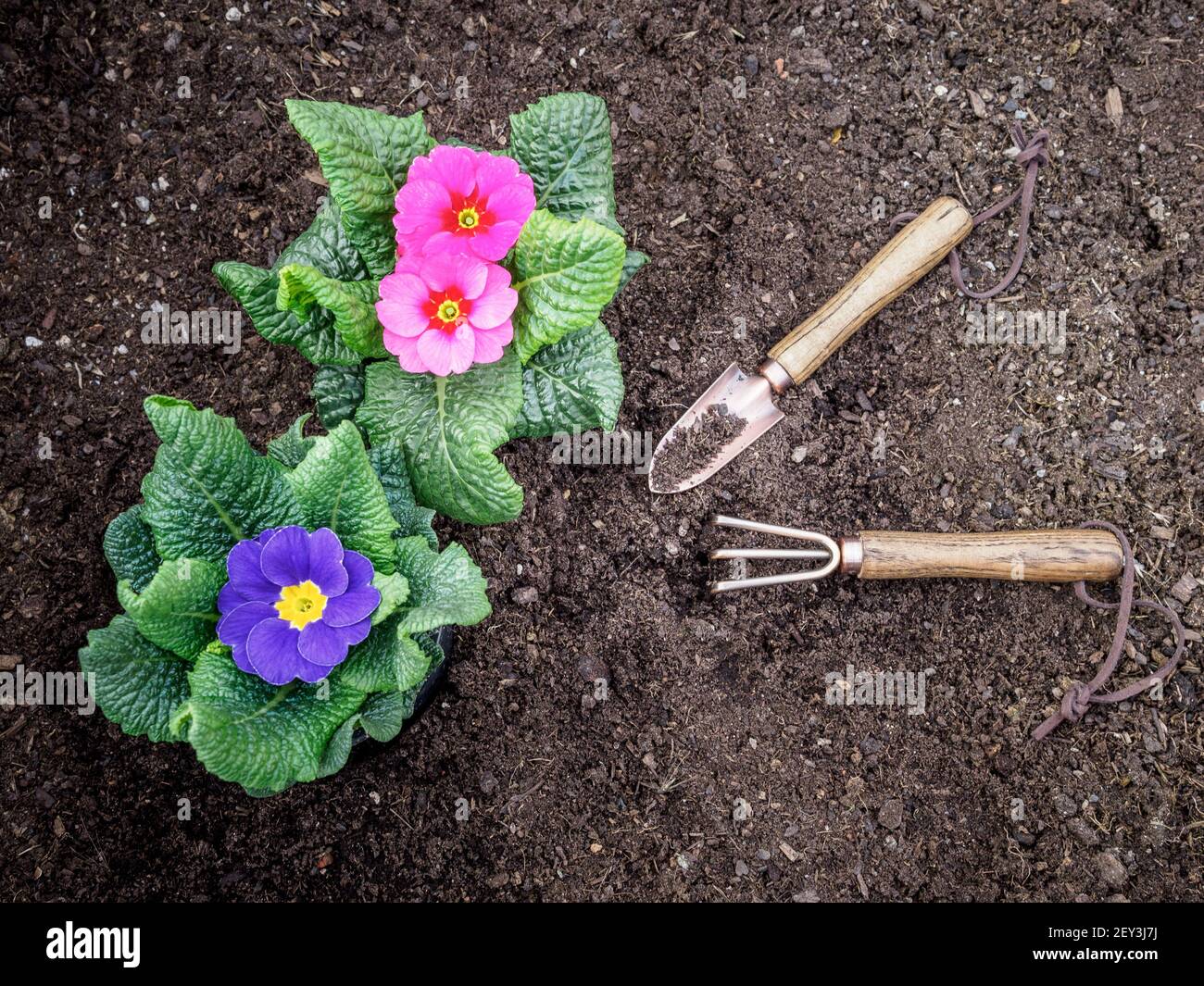 Violet primula hi-res stock photography and images - Alamy