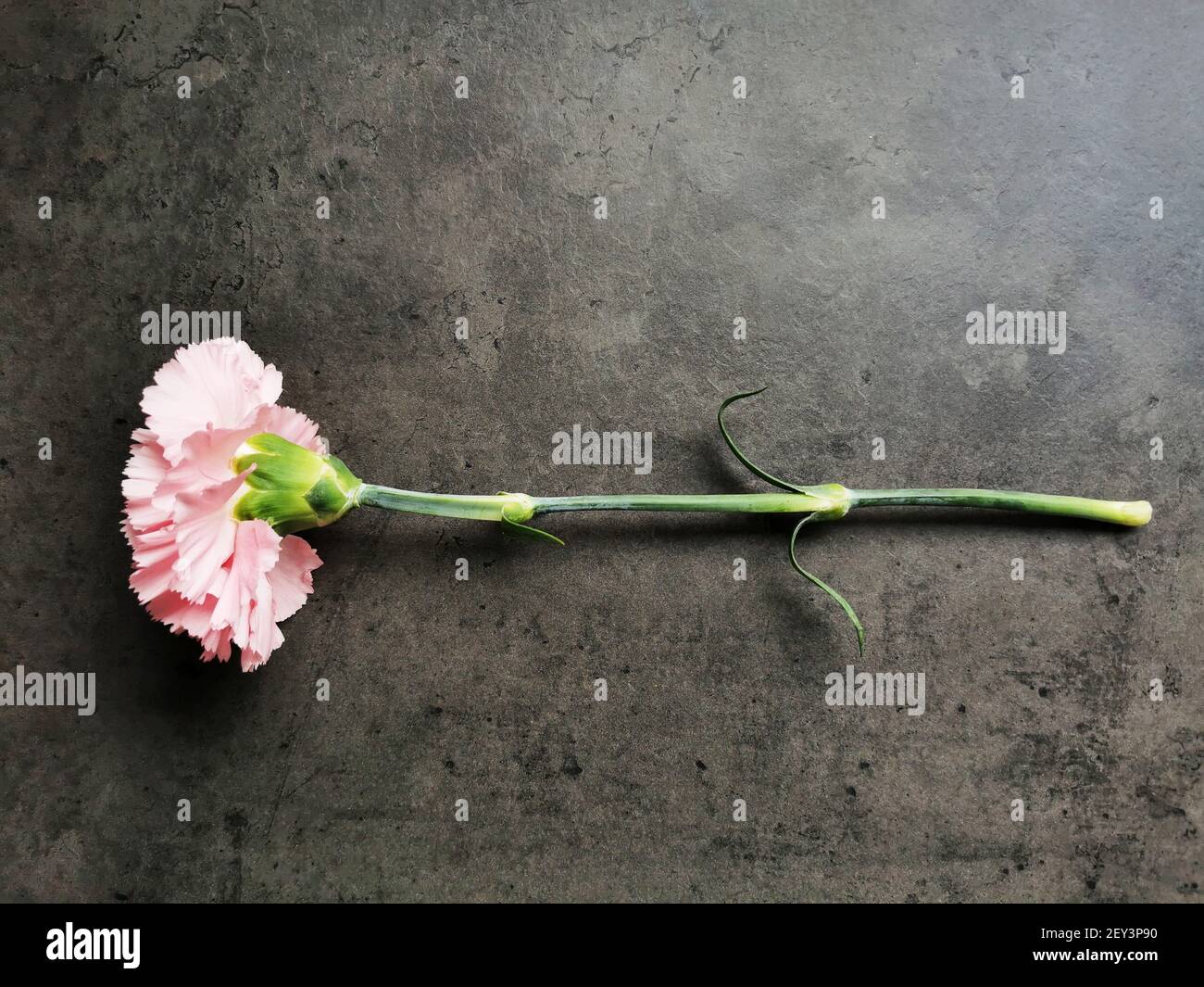 A top view of a pink carnation flower on a gray background Stock Photo ...