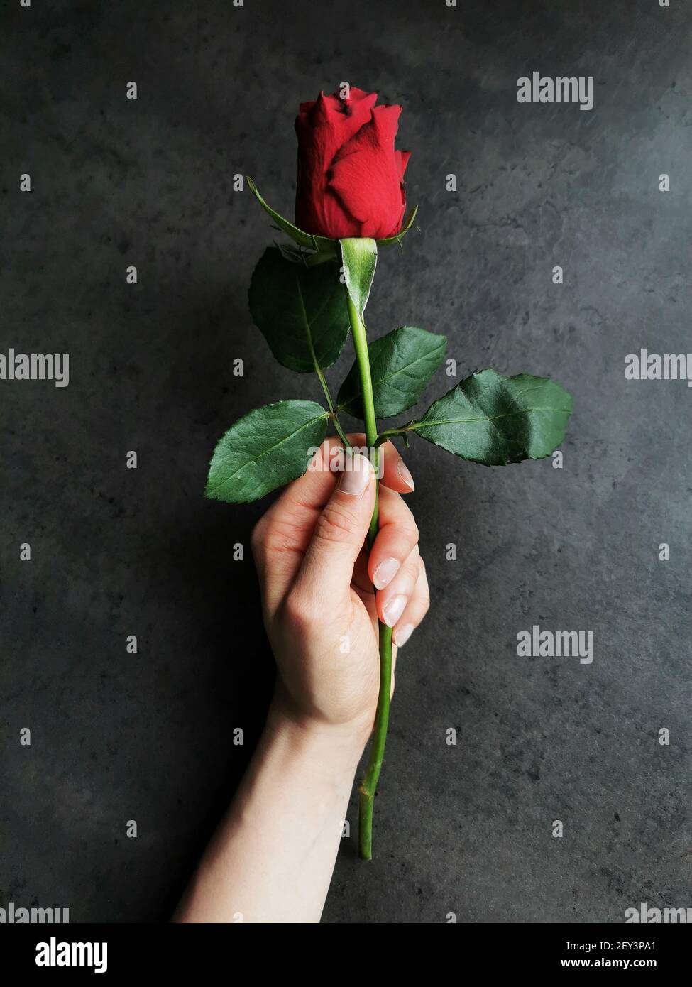 A female hand holding a bright red rose on a dark background Stock ...