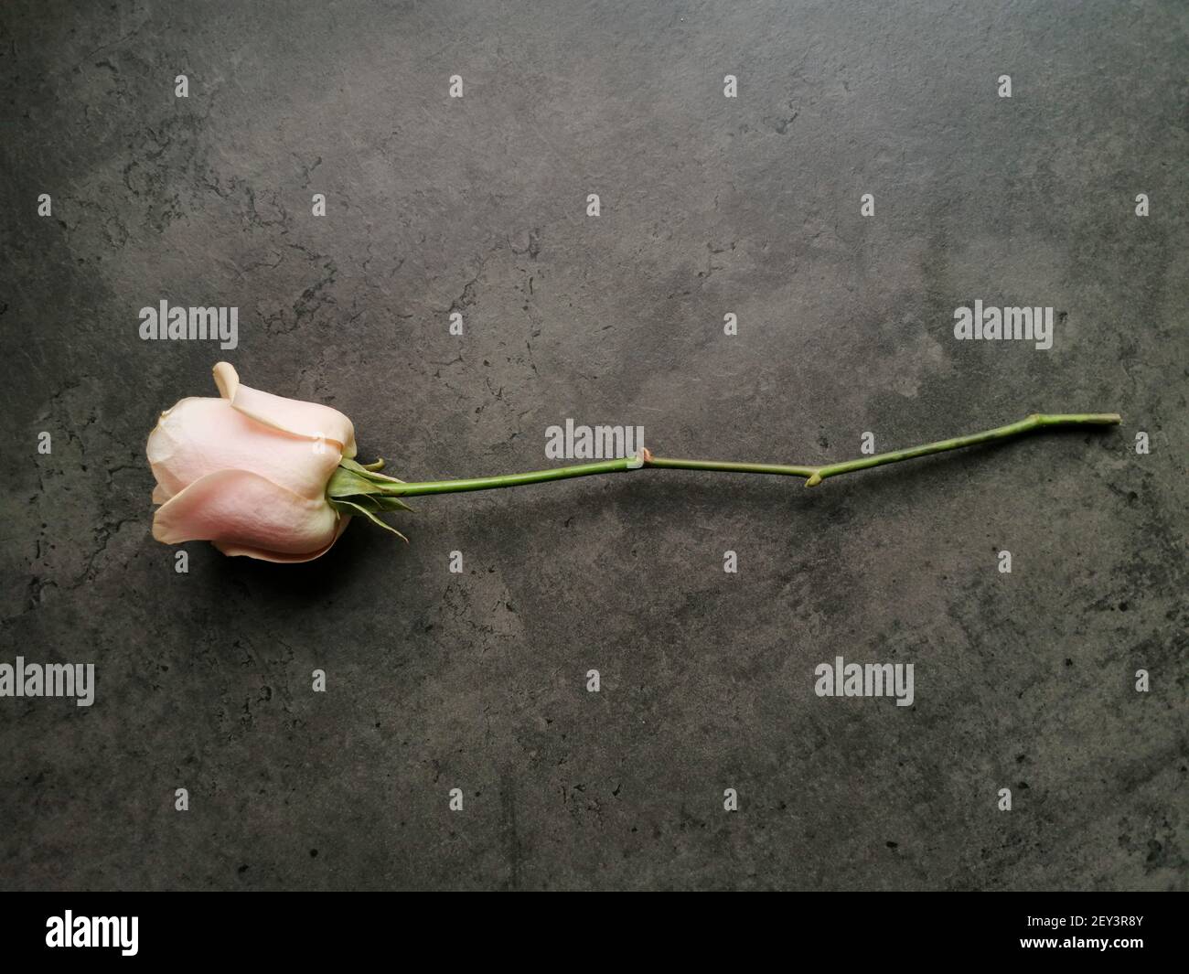 A top view of a light orange rose on a dark background Stock Photo - Alamy