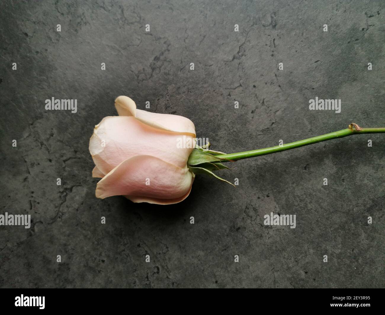 A top view of a light orange rose on a dark background Stock Photo - Alamy